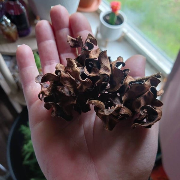 10 Curly Seed Pods/twisted/natural Materials/unique Shape/texture ...