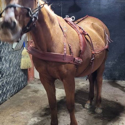 Bedazzled Brow Band for English PONY Bridle:new Rectangular PURPLE ...