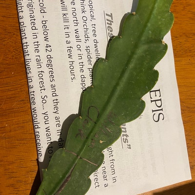 German Empress Epiphyllum 1 Cutting disocactus Phyllanthoides 6 8 ...