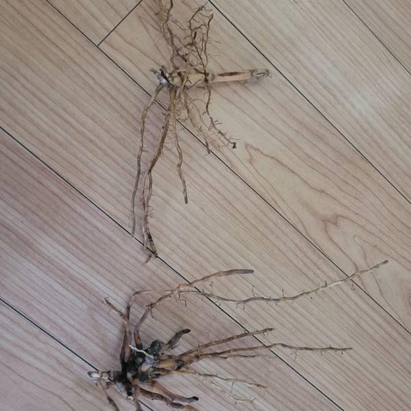 Boxelder Maple Tree Sapling – Fast Growing Native Tree – Live Bare Root ...