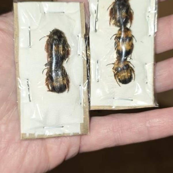 Pack of 2 Pair (2m and 2 Fem) Stink Bug With OPEN Wings From Kalimantan ...