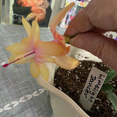 Christmas Cactus 1 Rooted Plant limelight Dancer Thanksgiving ...