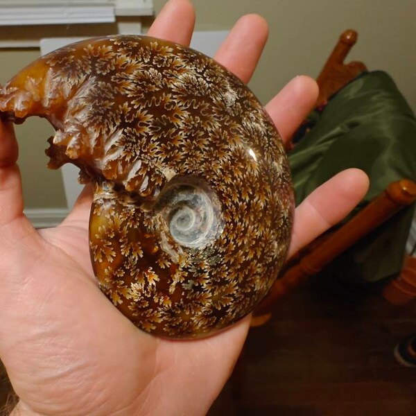 Natural Ammonite Fossil Conch ,specimen of Madagascar Healing Decor ...