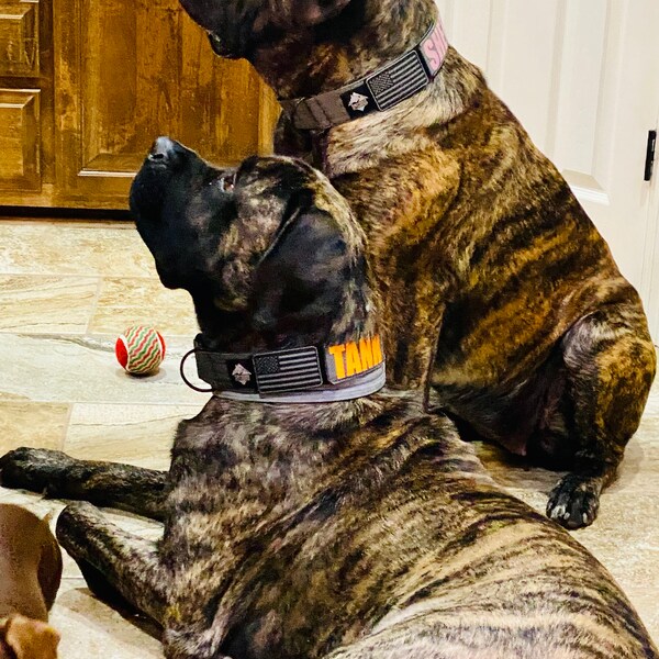 Tactical 2" Dog Collar With Quick Release Plastic Buckle, Name Patch ...