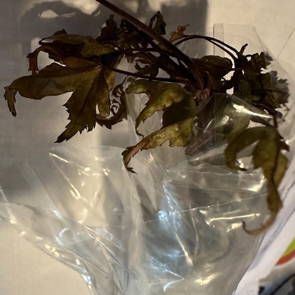 Orido Nishiki Japanese Maple Tree Cuttings Live Plant Perennial Shrubs ...
