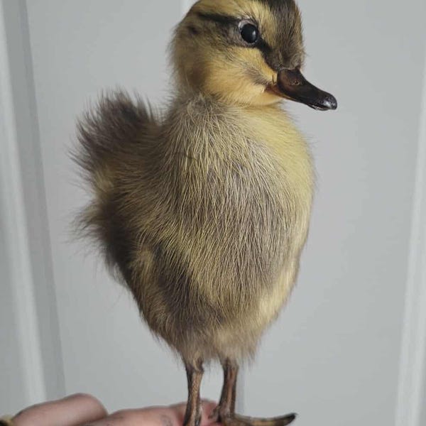 Real Little Yellow Duck Specimen Collectibles Study, Special Gifts Kids ...