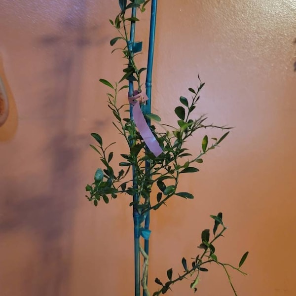 Finger Lime Tree , 1/2 Gallon Pot - Microcitrus Australasica in 1/2 Gal ...