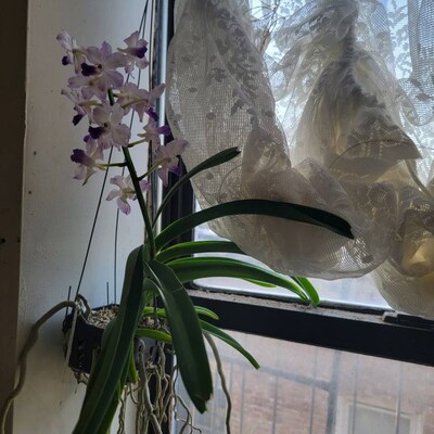 V Luzonica X Foetida - Etsy