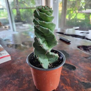 Spiral Cactus Cereus Forbesii 'spiralis' Twisted Rare Succulent Tornado ...