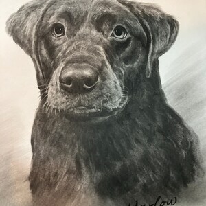 Custom Pet Portrait Charcoal Custom Dog Portrait Pet Commission Custom ...