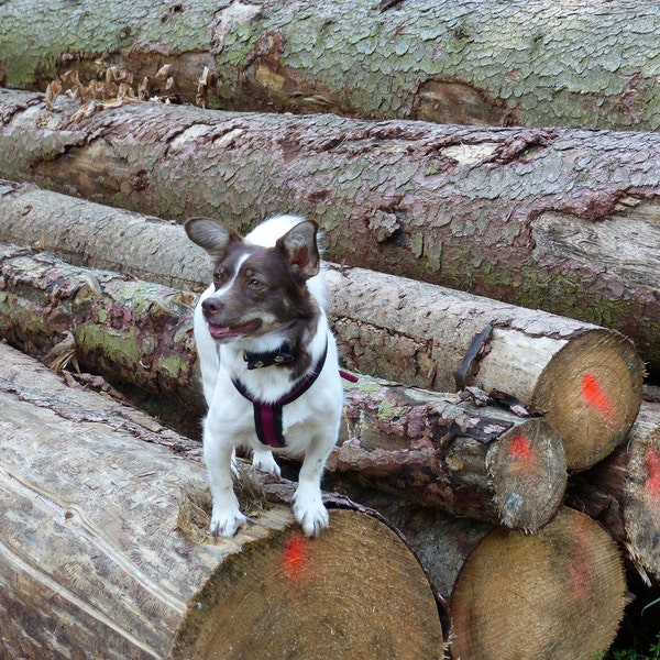 Weiblicher Akt in Öl auf Karton, erotische Kunst Original und Unikat ...