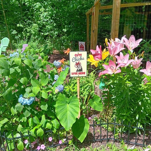 Cute Chicks Sign, Sign for Chicks, Farmers Coop, Chicken Home, Chick ...
