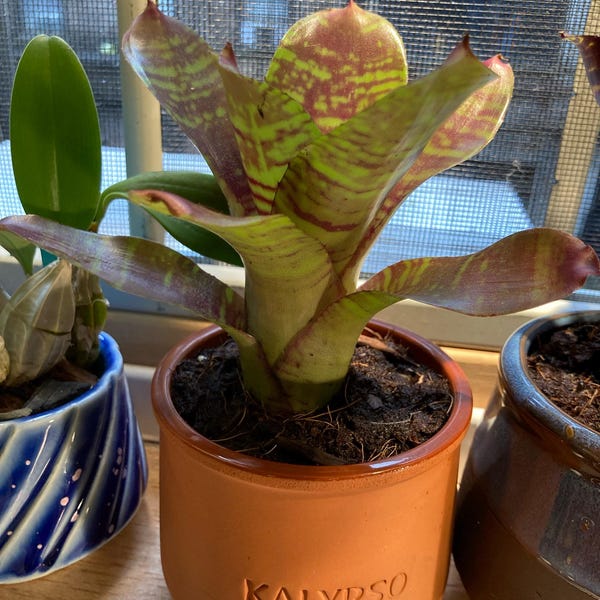 Bromeliad Vriesea Red Chestnut 6" Pot - Etsy