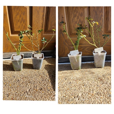 Rose Plant washitsu 和室 ジャパネスクモナムール - Etsy