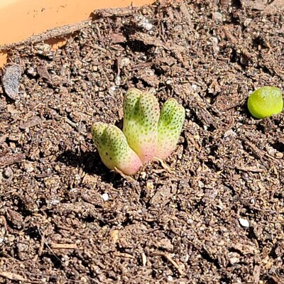 Live Plant Extreme Rare Succulents Conophytum Chrisocruxum - Etsy