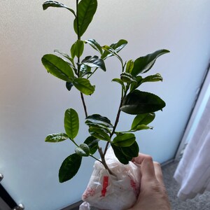 Camellia Sinensis live Tea Plant Propagated From Plants at - Etsy