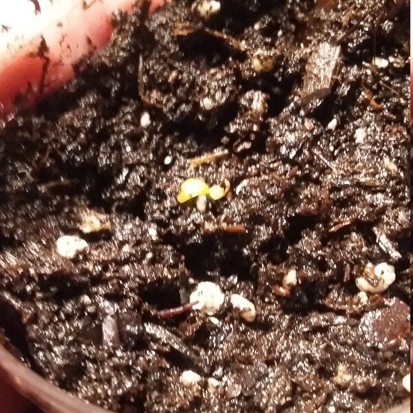 10 All Natural Tropical Seeds Dancing Plant - Leaves Really MOVE on ...