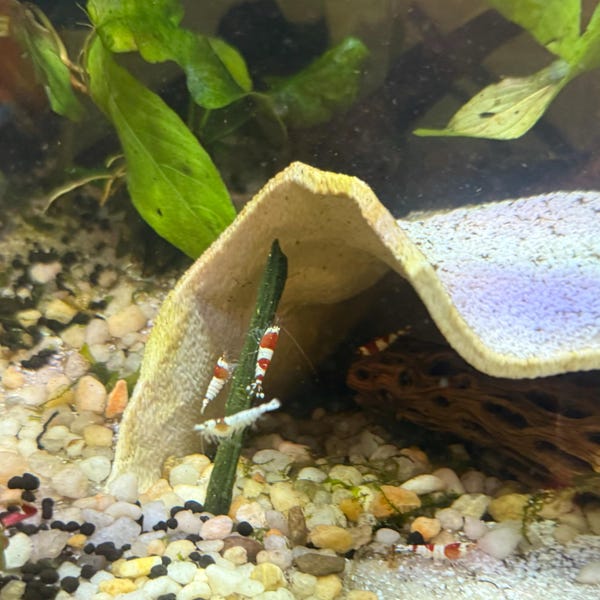 Spacious Corner Aquarium Terrarium Cave – Elevated Hideout for Fish ...