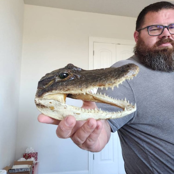 Five Alligator Heads From Genuine Louisiana Gator Taxidermy - Etsy
