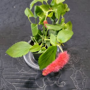 Strawberry Firetails, Also Known as Trailing Chenille Plant - Etsy