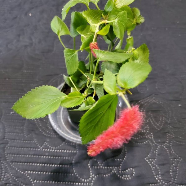 Strawberry Firetails, Also Known as Trailing Chenille Plant - Etsy