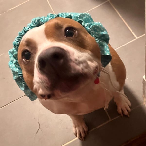 Extra Small Mrs. Tyrrell's Dog Bath Cap in Donut Fabric, Dog Shower Cap ...