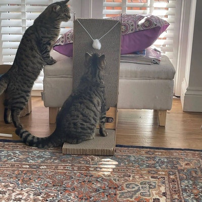 Cat Ball Batting Tower, Interactive Fluffy Toy Ball Cat Furniture, Gift ...