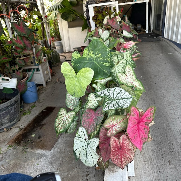 Caladium 'blushing Bride' Size#2(2 Bulbs) **new Crop 2025 **in Stock ...