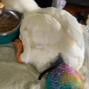 Leashes for Chicken / Duck Diapers | Etsy