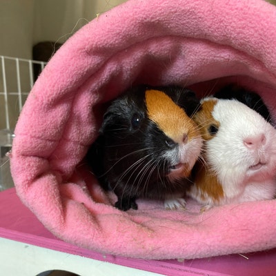 Feisty Ferret 485 CENTER Hole Fleece Prevue Hendryx Rats - Etsy