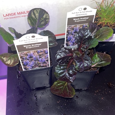 RED Baby Sun Rose Houseplants Live Plant in Pot Red Star Succulent ...