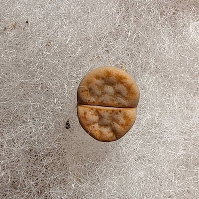 Lithops Aucampiae Rudesheim Ruby 10 Seeds - Etsy