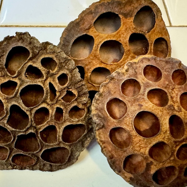 Lotus Head Pod - Isopods / Vivarium / Bioactive / Terrarium ...