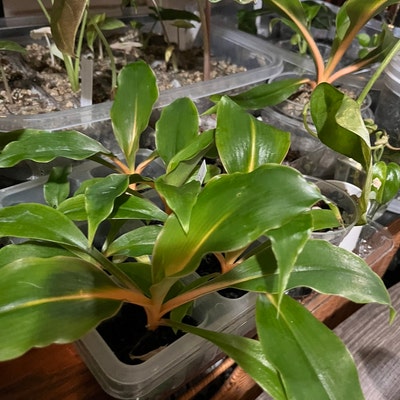 Cucumis Melo, Early Silver Line Melon, Korean Heirloom, 10 Seeds - Etsy