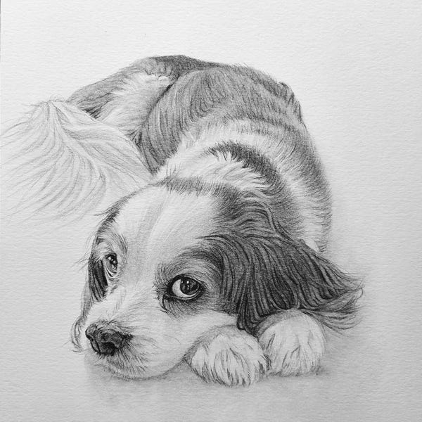 Custom Pet Portrait, Pet Memorial, Gifts, Cats, Cat Drawing, Charcoal ...