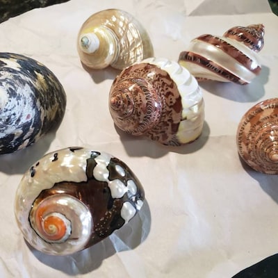 Magpie pica Shells Hermit Crab or Crafts 3/4' 1 1/2 Openings - Etsy