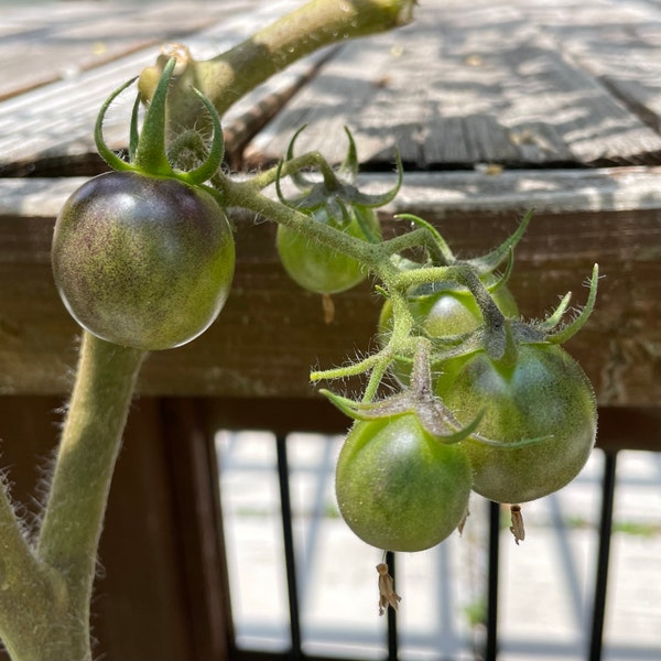 20 'black Cherry' Tomato Seeds, Seed the Stars, Florida Heirloom Tomato ...