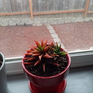 Haworthia Retusa 4 Inch Live Succulent Plant Indoor - Etsy