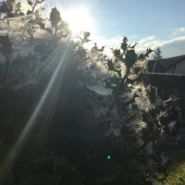 650+ Mobile App Templates & Applications Bundle | Android, Ios | PLR ...