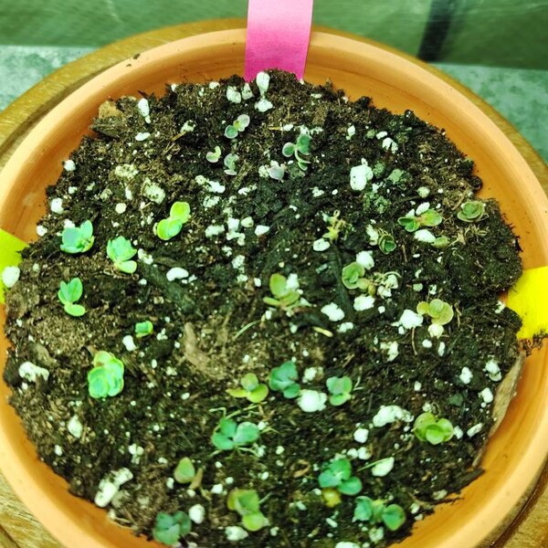 HEAVEN BLUE MILKWEED Tweedia Seeds - Rare Blue Milkweed / Blue Milkweed ...