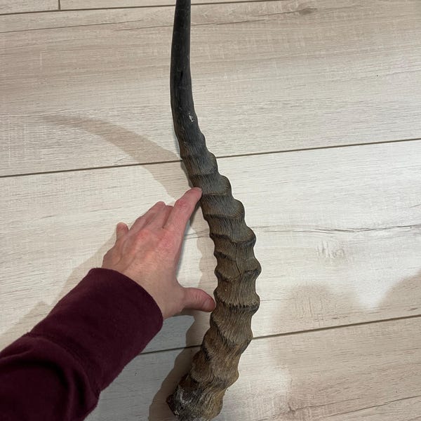 Kudu Horn - 1 Antelope Horn - Real Horn Antler Arts and Crafts - Real ...