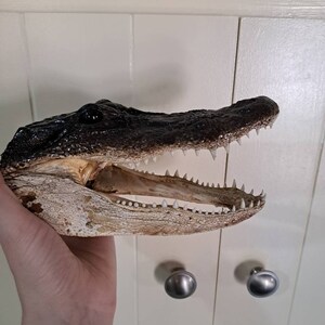 ALLIGATOR BONE DUST Voodoo Hoodoo Wicca Gothic Oddity - Etsy
