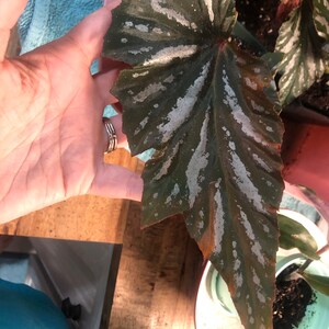 Arrowhead Houseplant Syngonium - Etsy