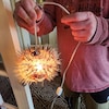 7-10" Hanging Light Puffer Fish Real Blowfish Lamp Taxidermy Animal ...