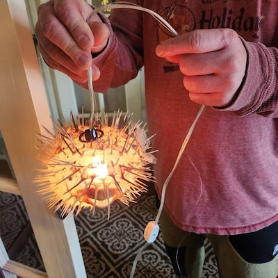 7-10 Hanging Light Puffer Fish Real Blowfish Lamp Taxidermy Animal ...