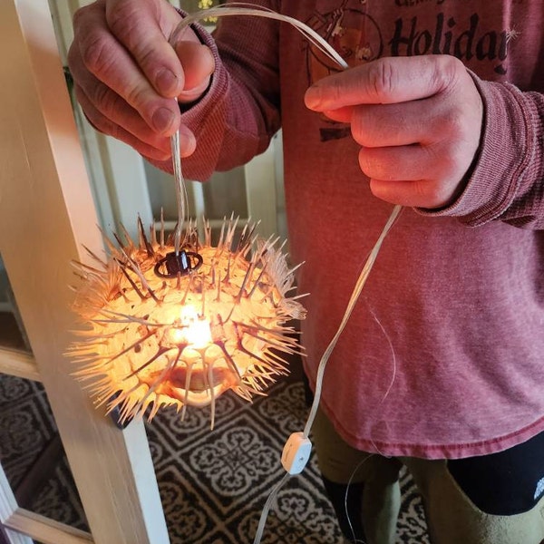 7-10" Hanging Light Puffer Fish Real Blowfish Lamp Taxidermy Animal ...