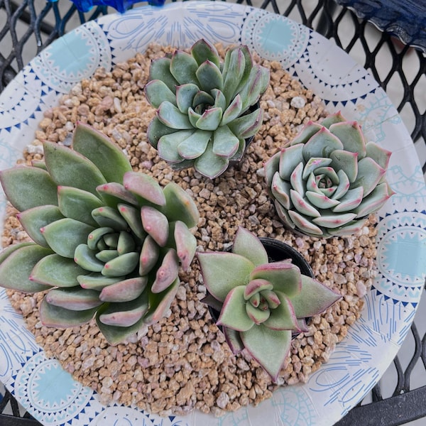 2” Echeveria ‘pink Tips’ - Etsy