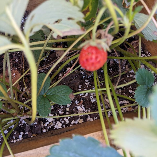 Organic Privet Hedge Non - Rooted Cuttings 6" Long 4 Count Grown in U.S ...