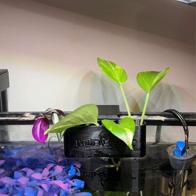 Poth-o-carry® Original: Rail Edition Pothos and Other Plants Over ...