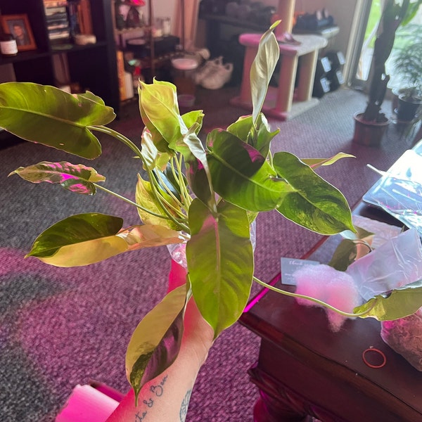 Monstera Punch Mirror - Tufted Mirror, Decorative Mirror, Handmade ...